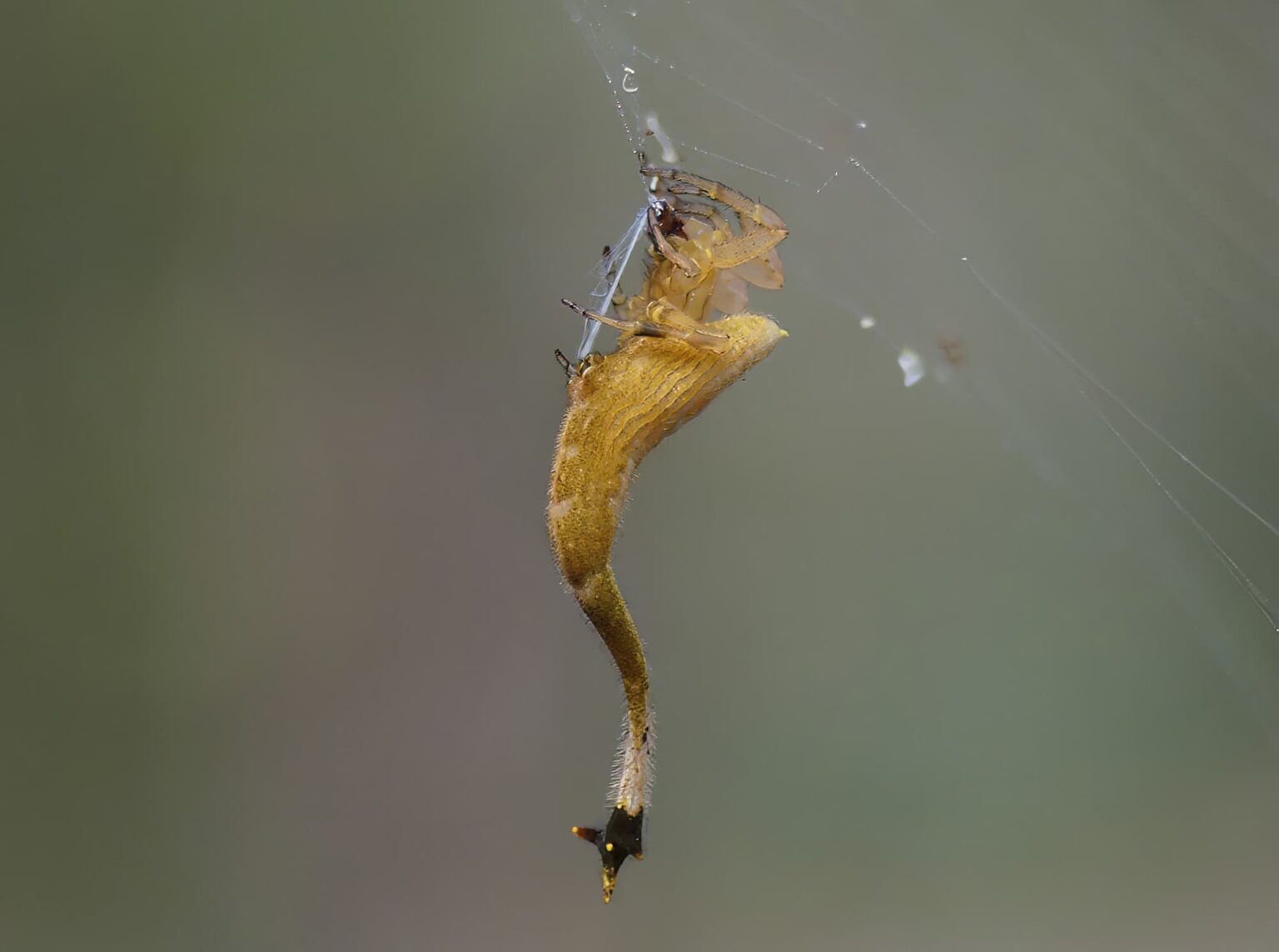 The Spider and the Web – Ausemade