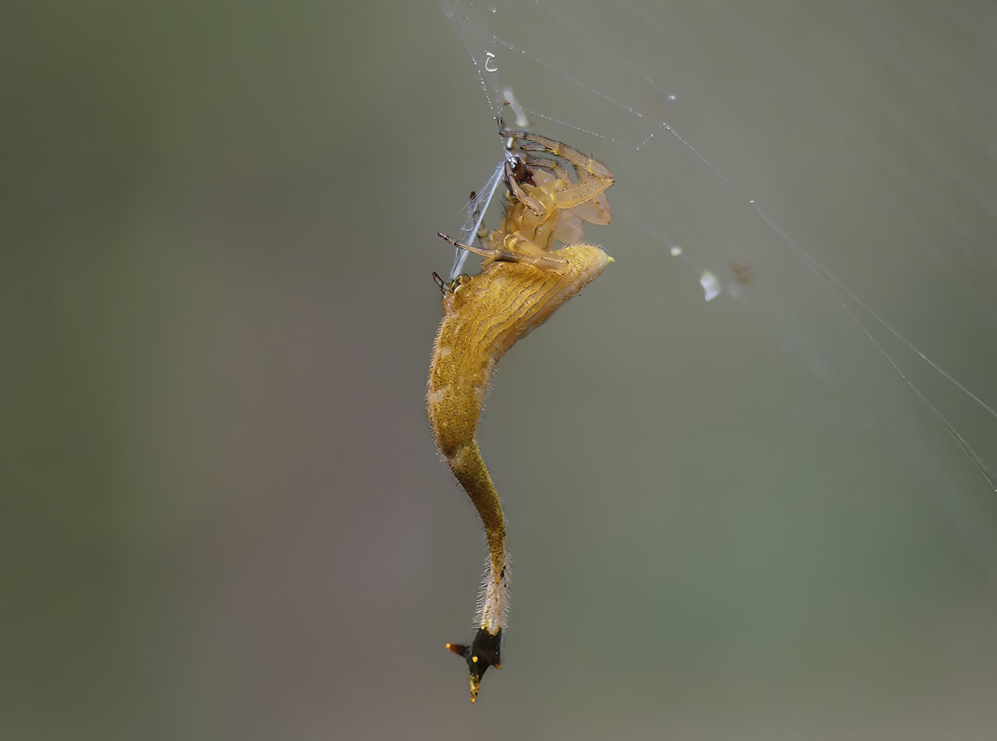 The Spider and the Web – Ausemade