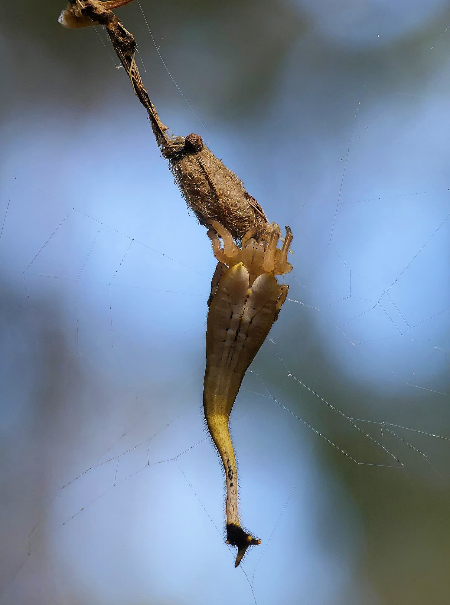 Scorpion-tailed Spider Egg Sacs – Ausemade