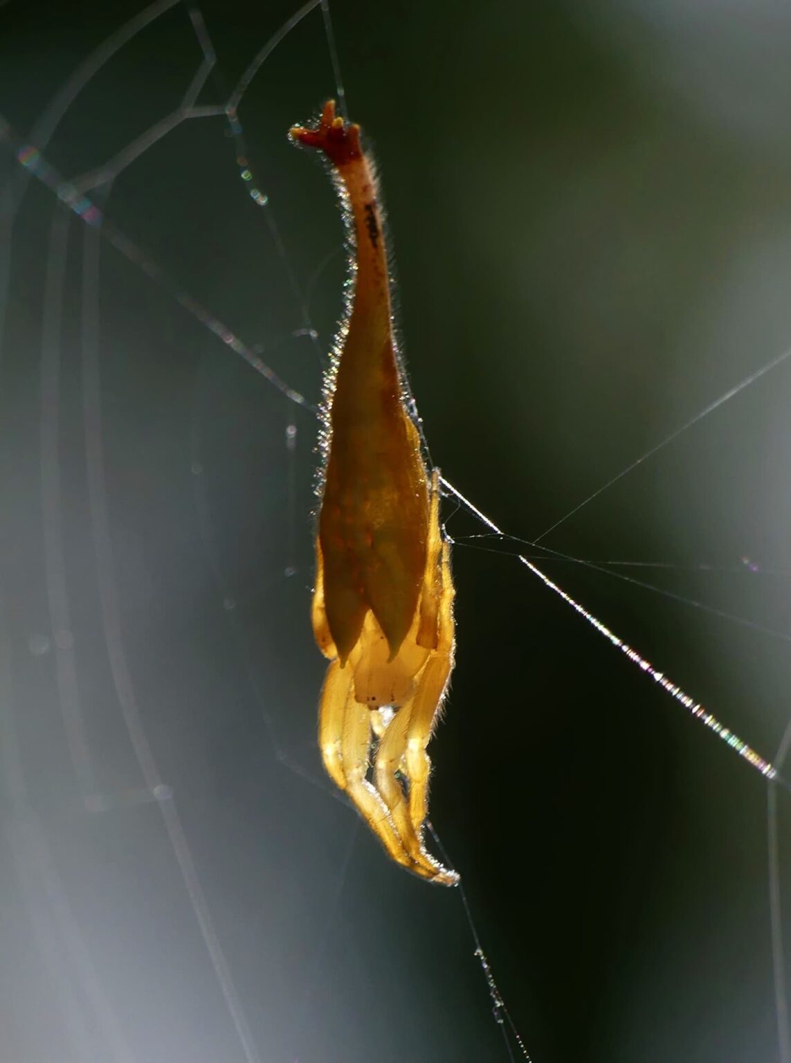 Scorpion-tailed Spider (Arachnura higginsi) – Ausemade