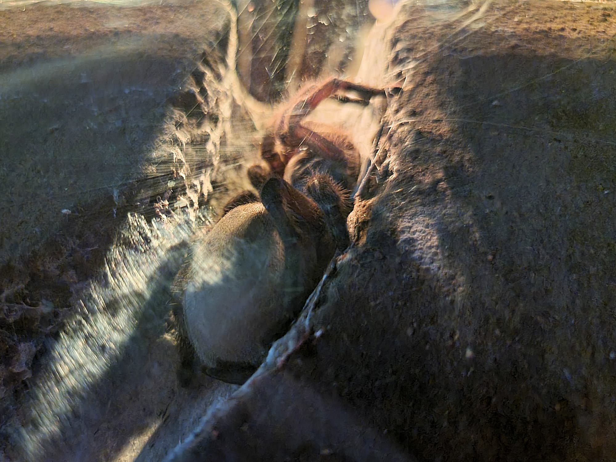 Barking Spider – Ausemade