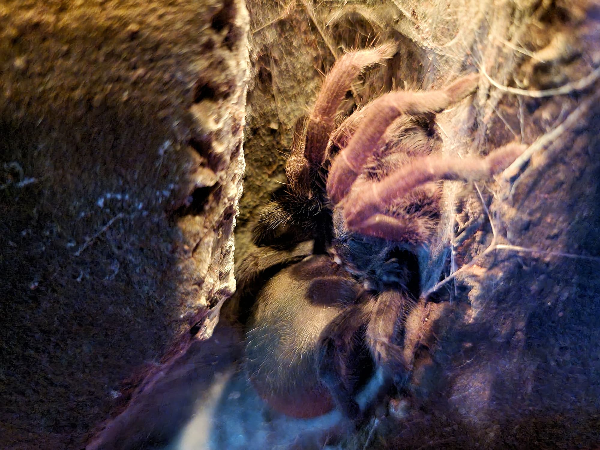 Barking Spider – Ausemade