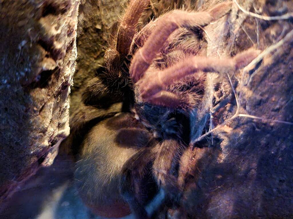 Barking Spider – Ausemade