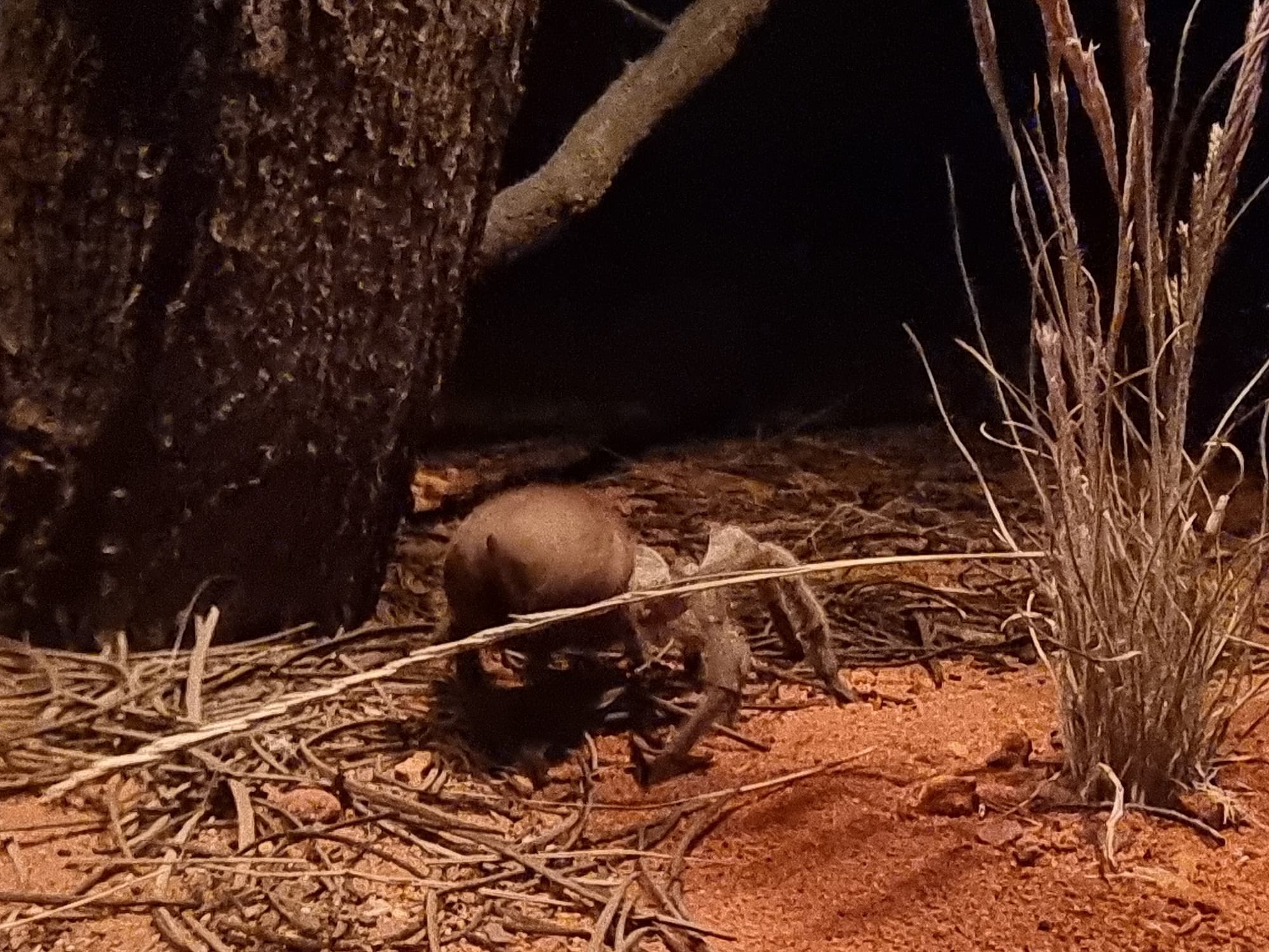 Barking Spider – Ausemade