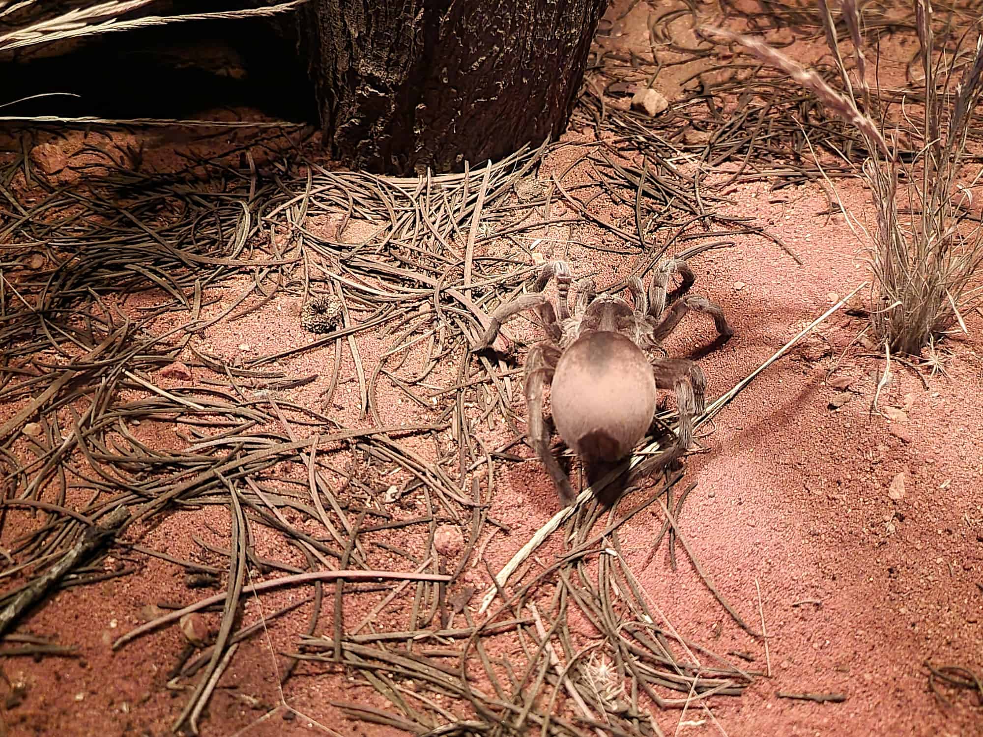 Barking Spider – Ausemade