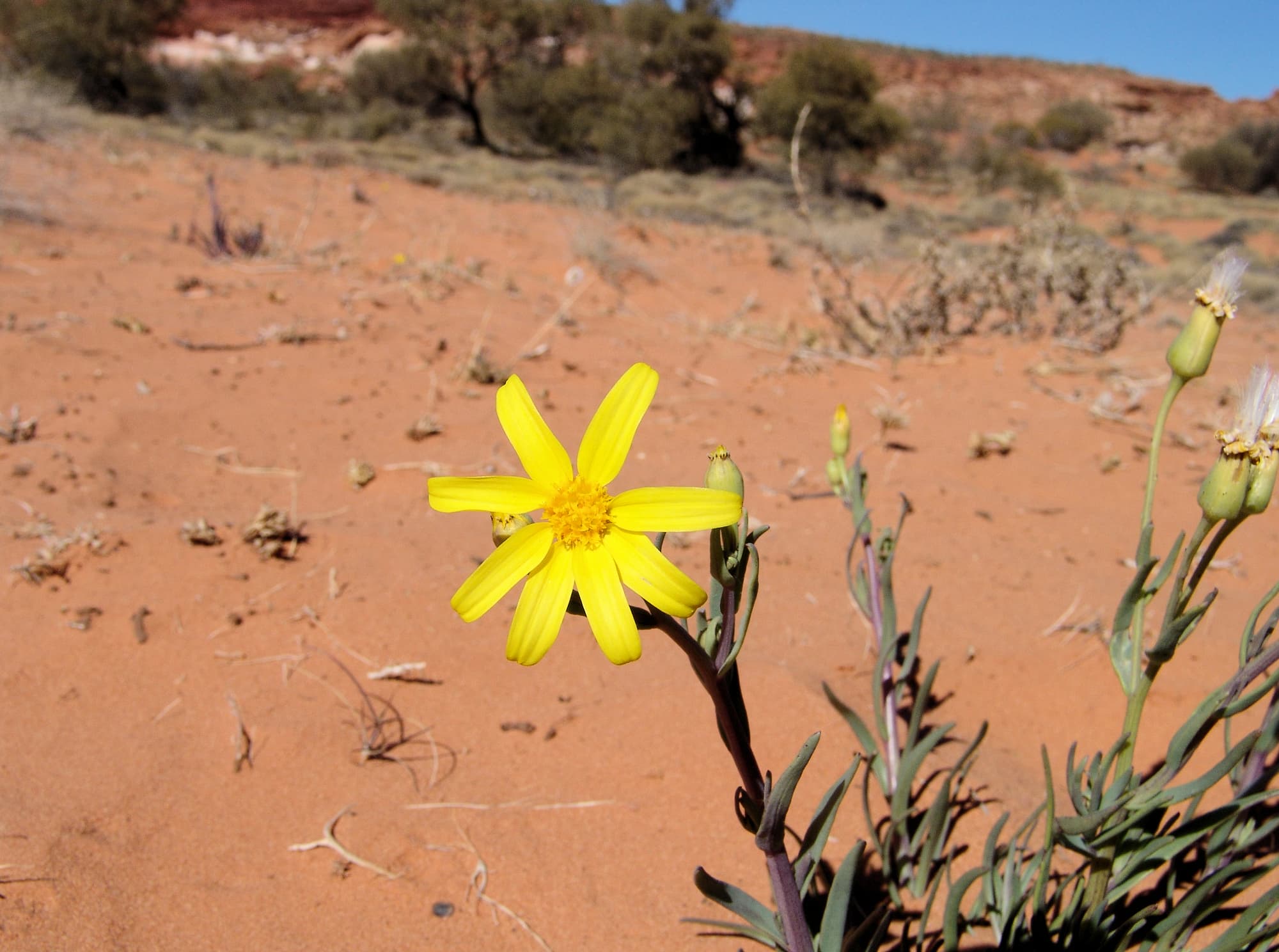 Annual Yellowtop – Ausemade