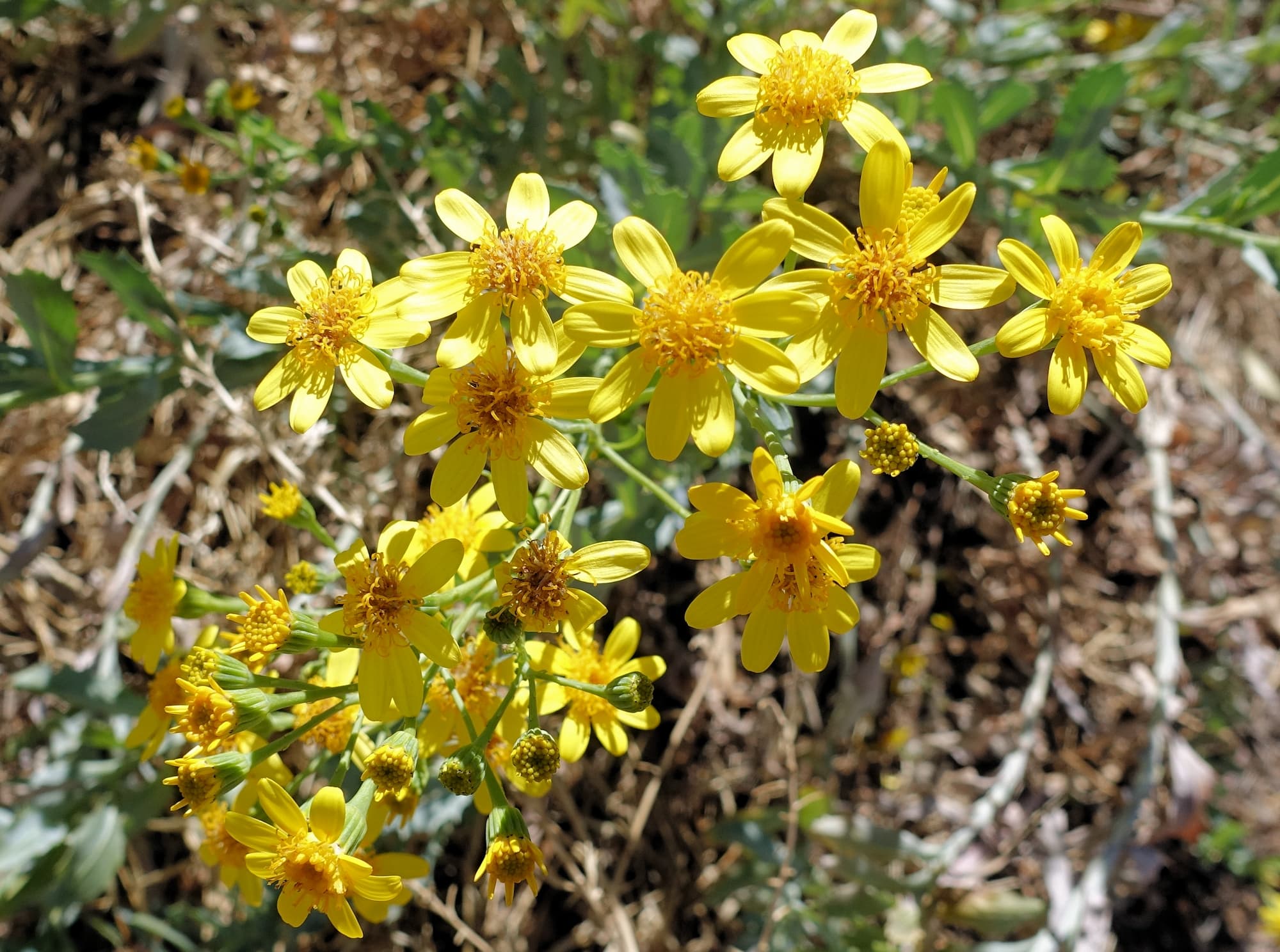Perennial Yellow Top – Ausemade