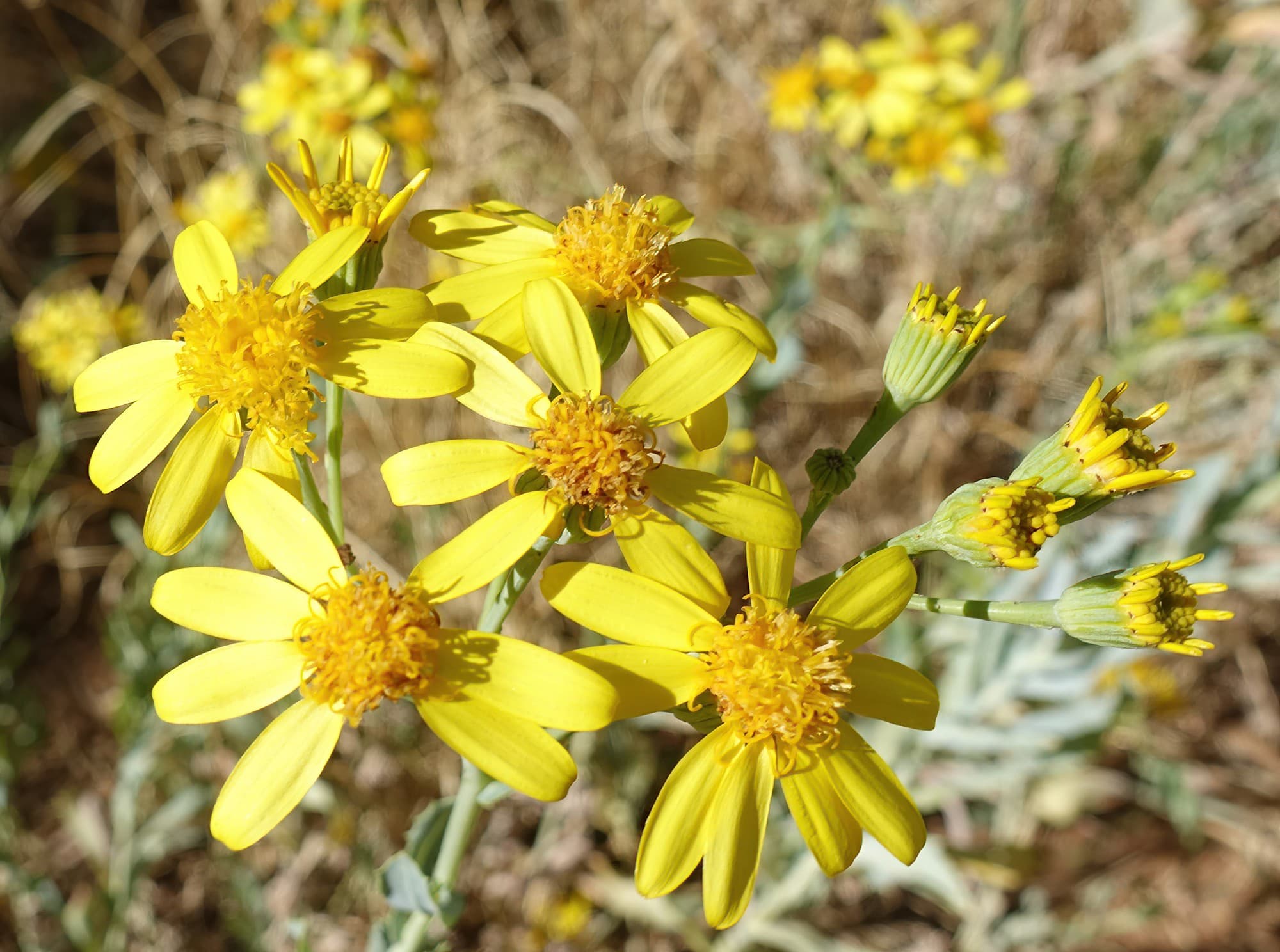 Perennial Yellow Top – Ausemade
