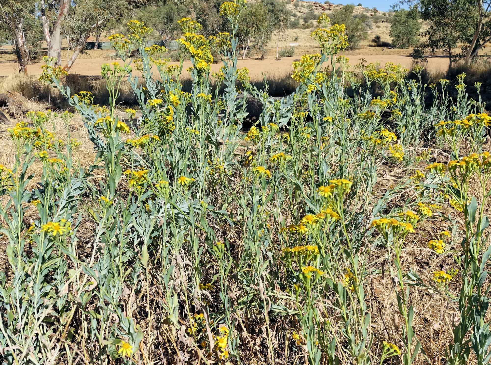 Perennial Yellow Top – Ausemade