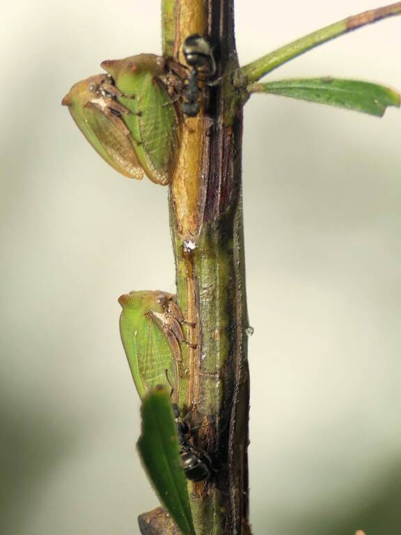 Sextius virescens – Ausemade