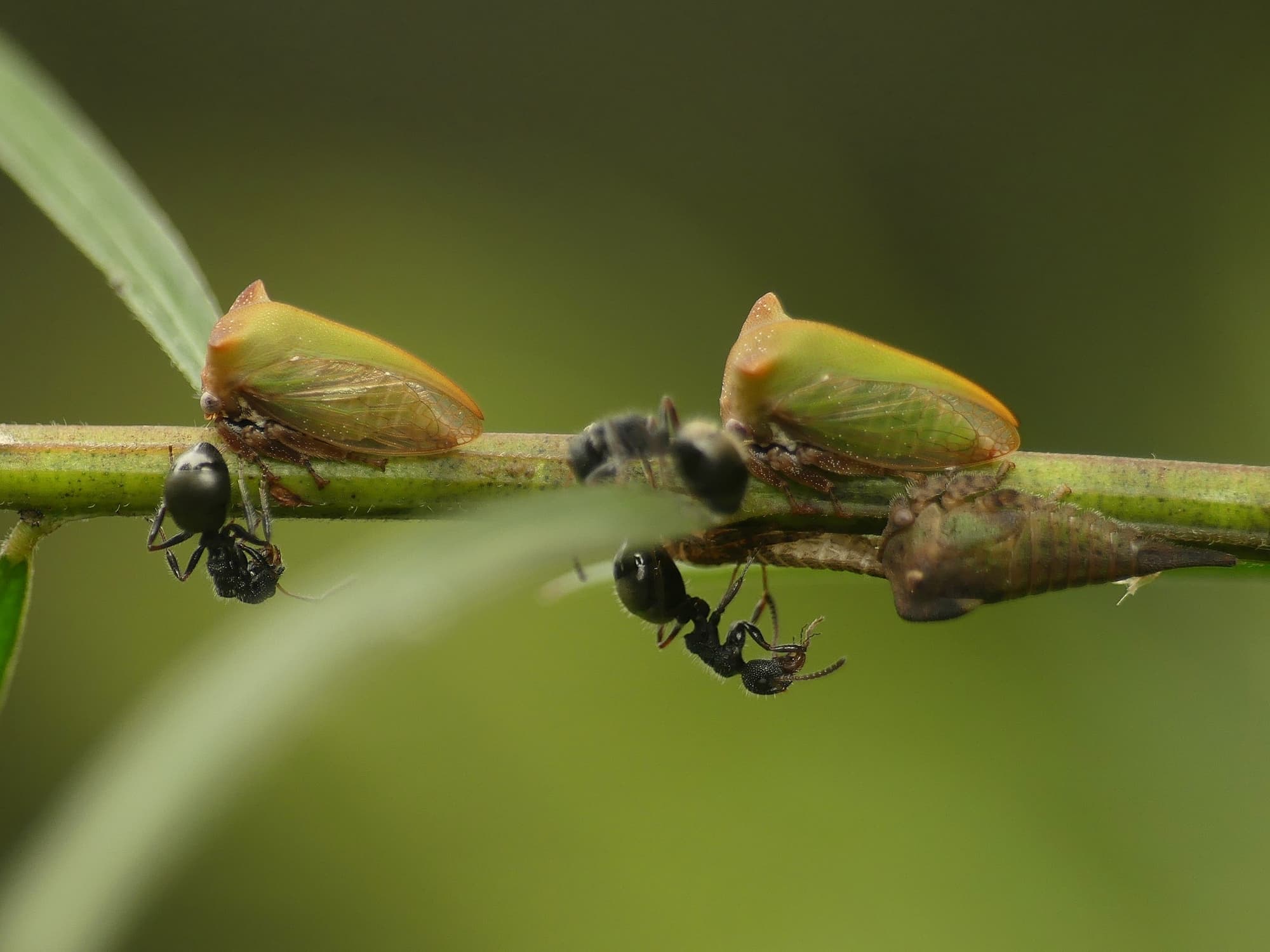 Sextius virescens – Ausemade