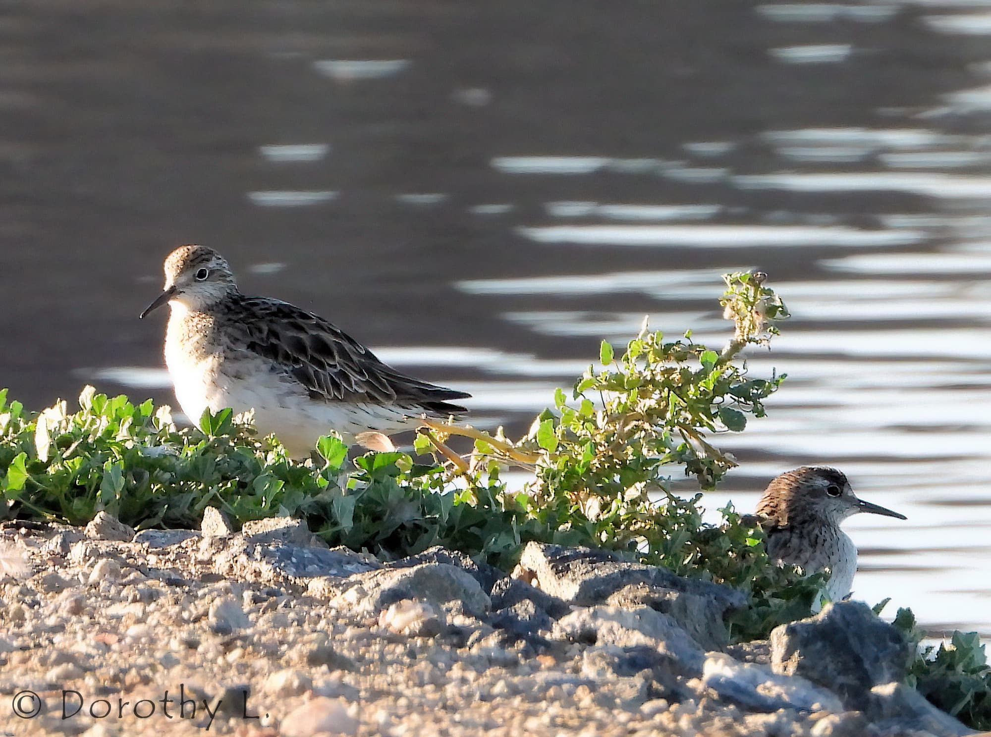 Sharp-tailed Sandpiper – water – Ausemade