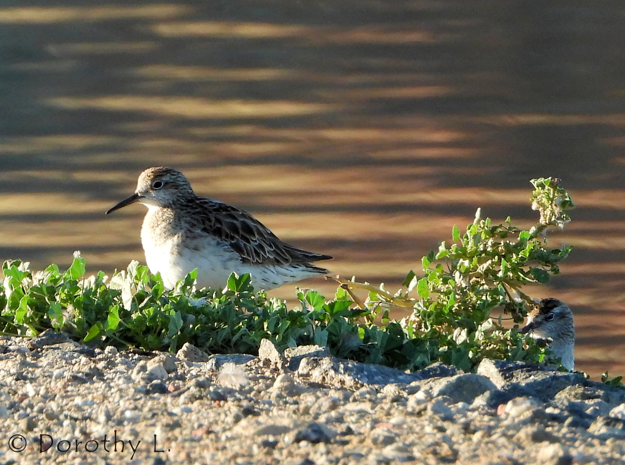Sharp-tailed Sandpiper – water – Ausemade