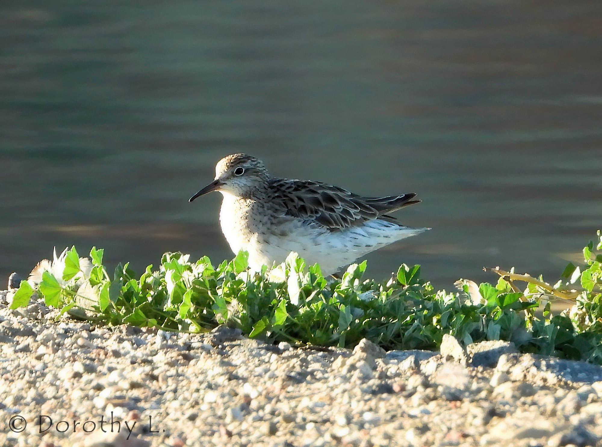 Sharp-tailed Sandpiper – water – Ausemade