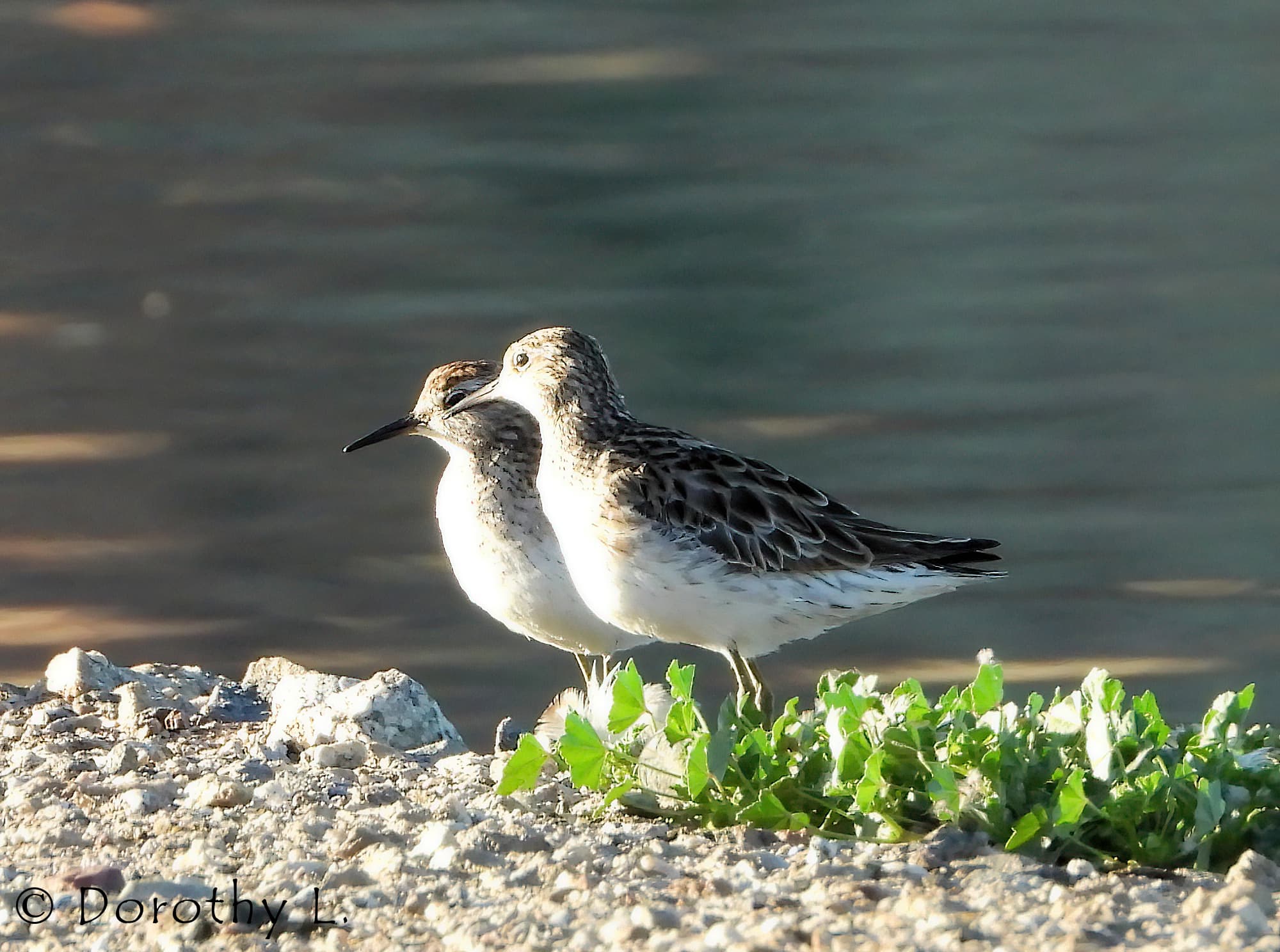 Sharp-tailed Sandpiper – water – Ausemade