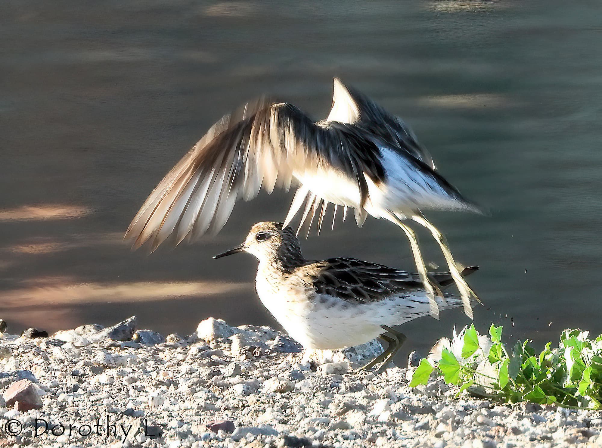Sharp-tailed Sandpiper – water – Ausemade