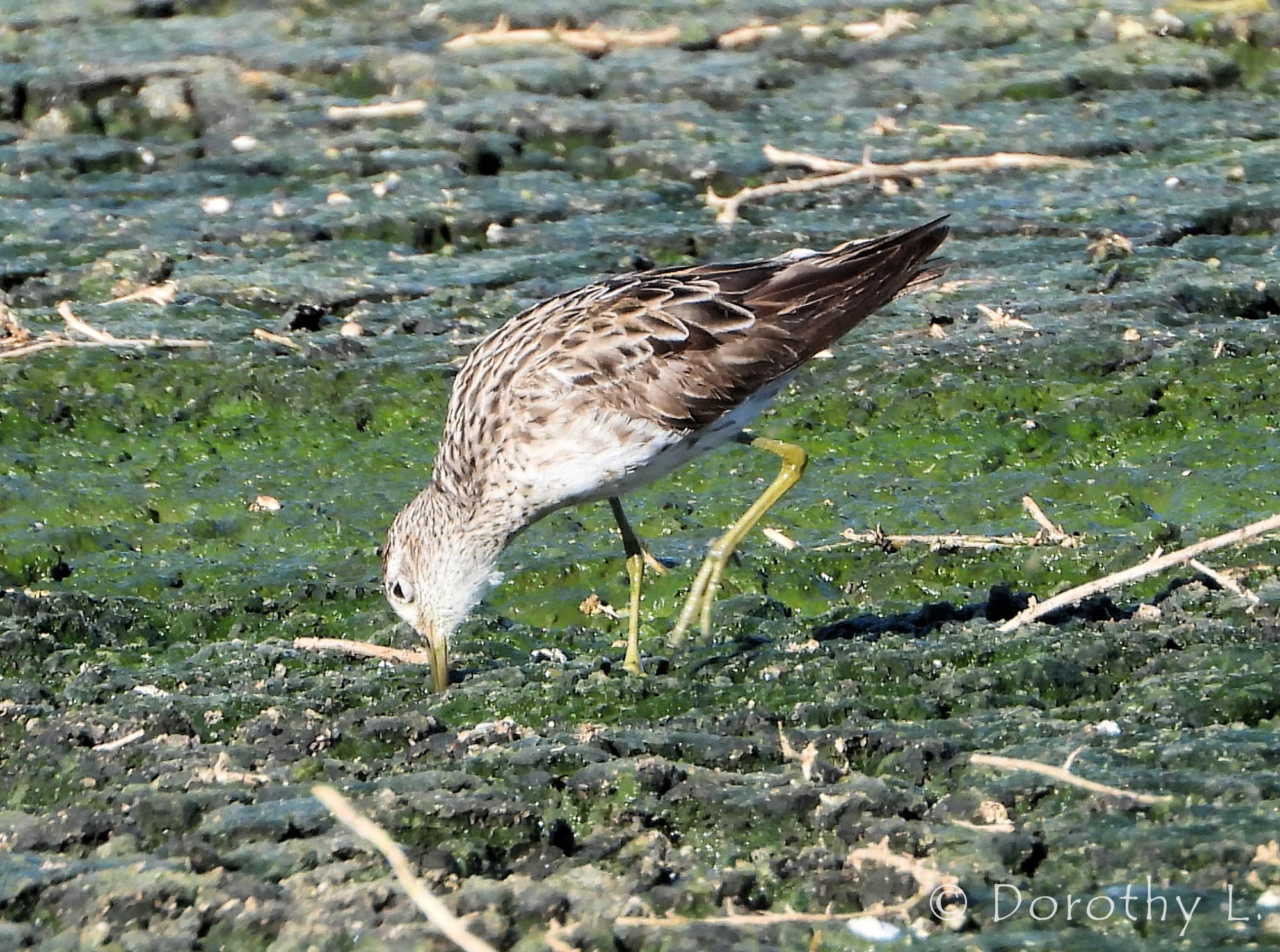 Sharp-tailed Sandpiper – Ausemade