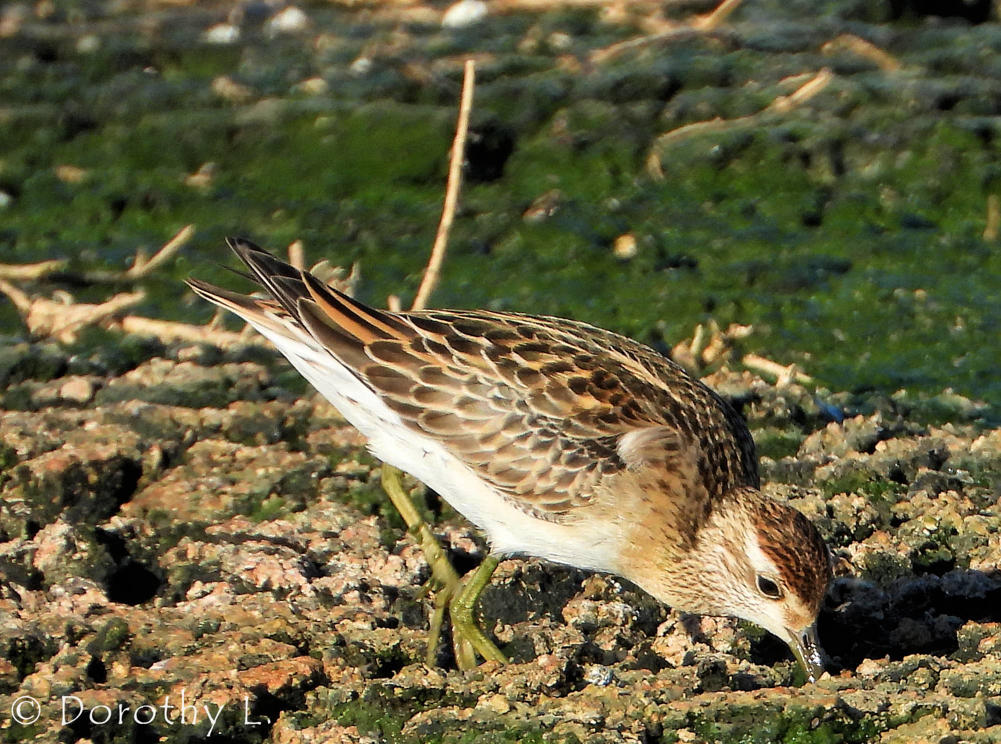 Sharp-tailed Sandpiper – Ausemade