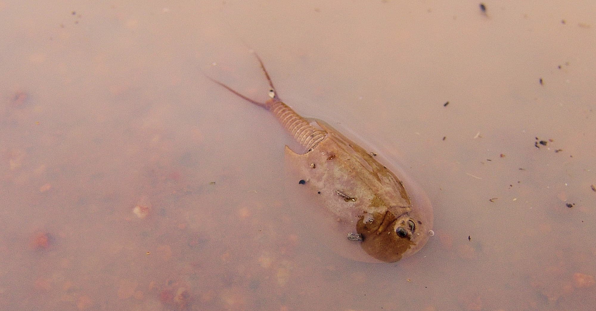 Shield Shrimp (Triops australiensis) – Ausemade