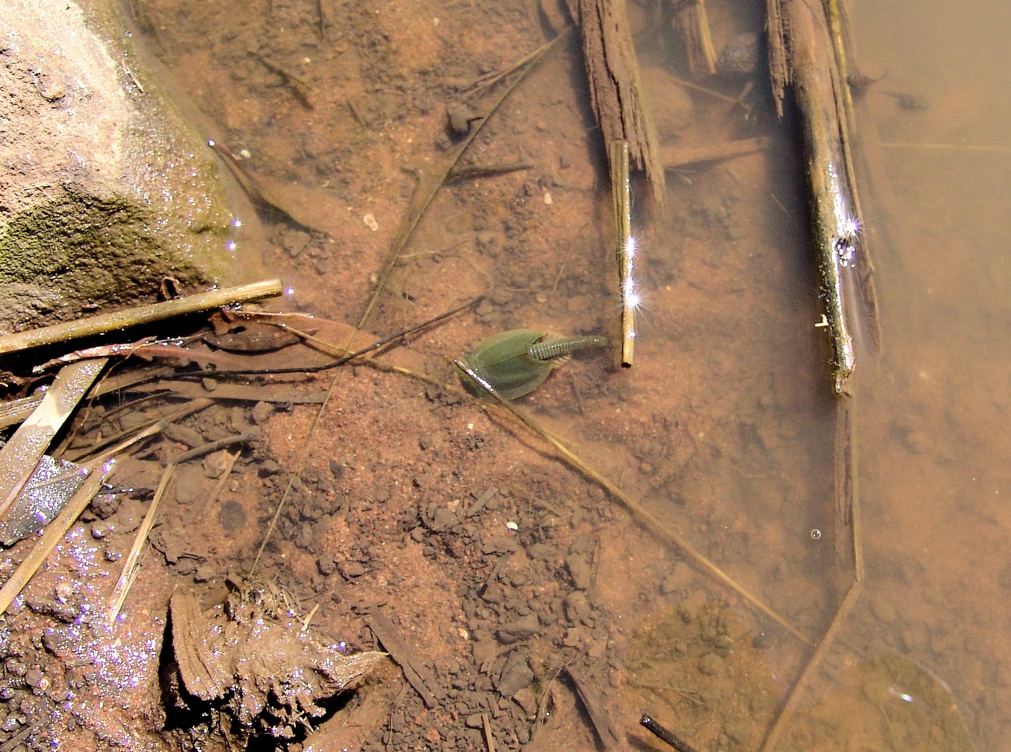 Shield Shrimp – Ausemade