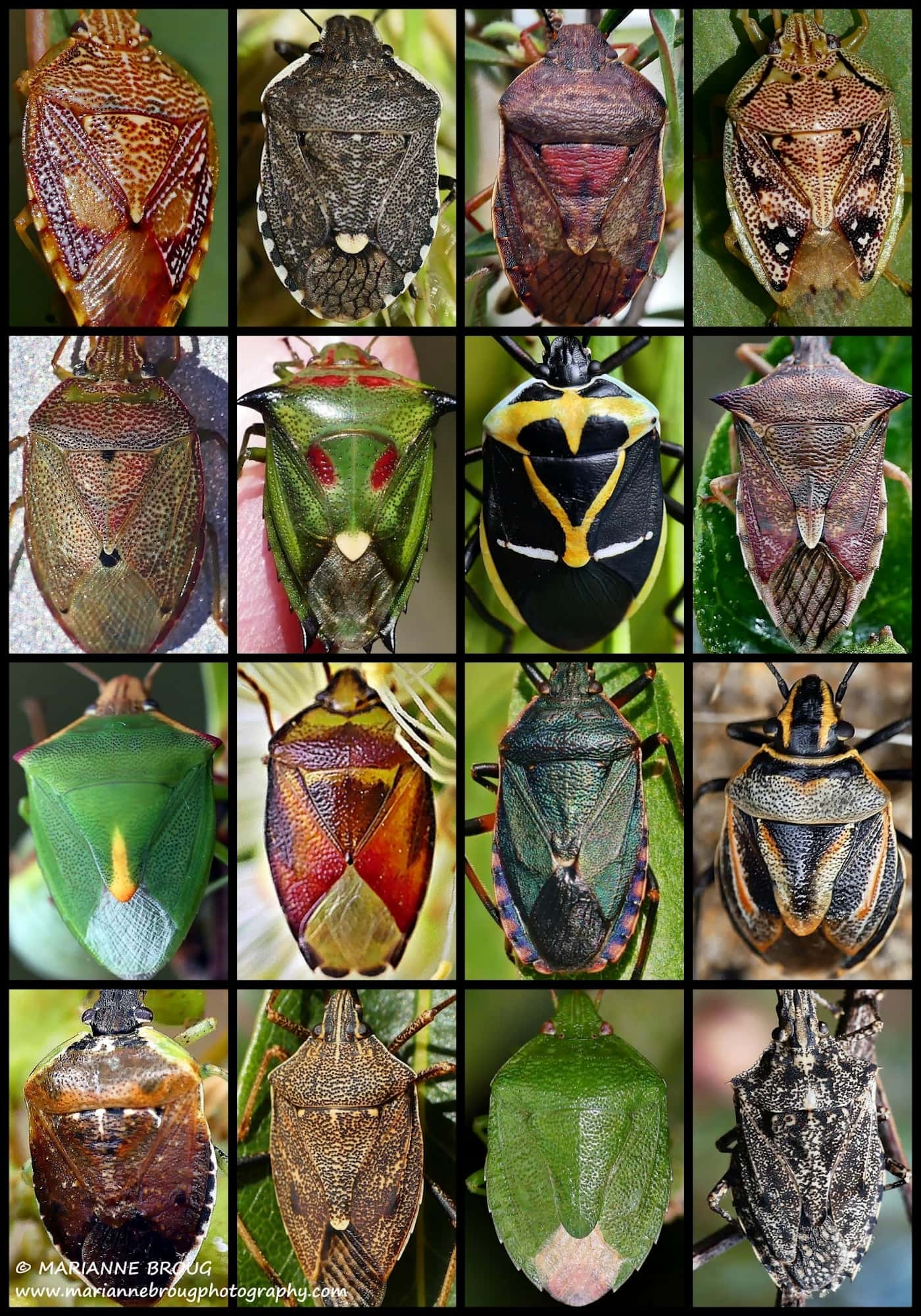 Shield Bugs – Stink Bugs – Ausemade