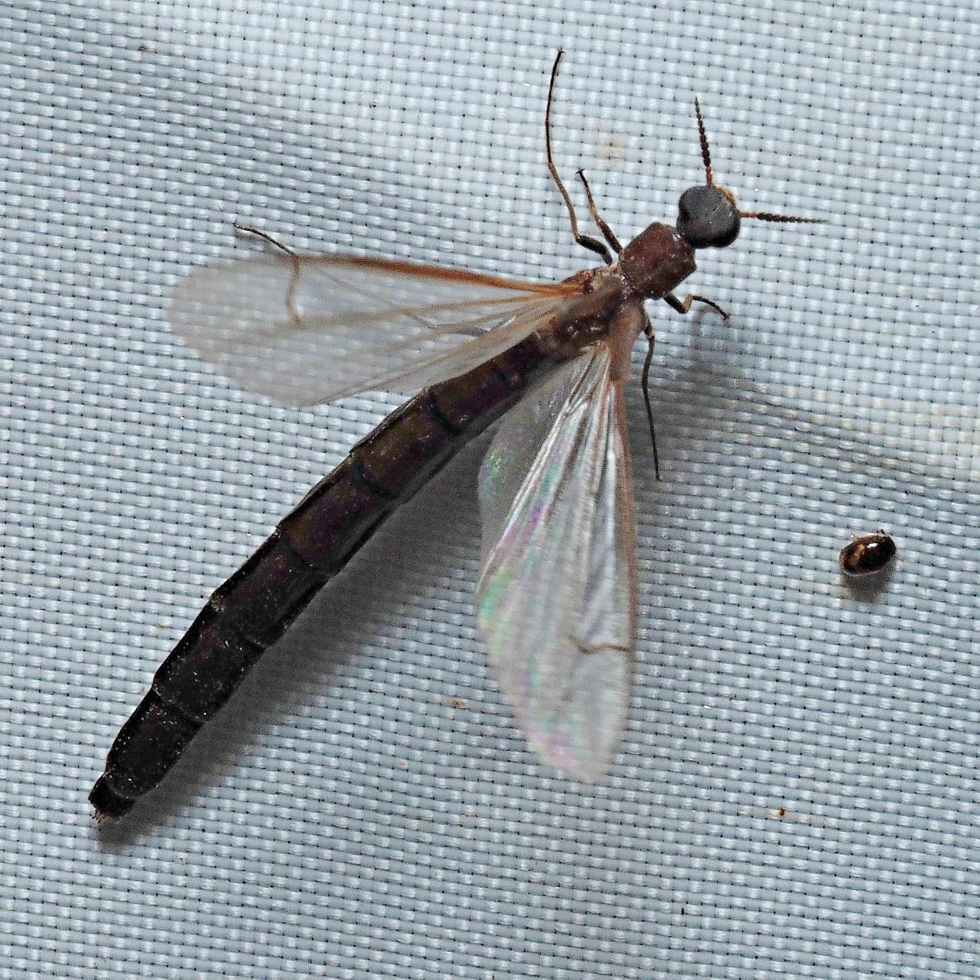 Atractocerus crassicornis – Ausemade