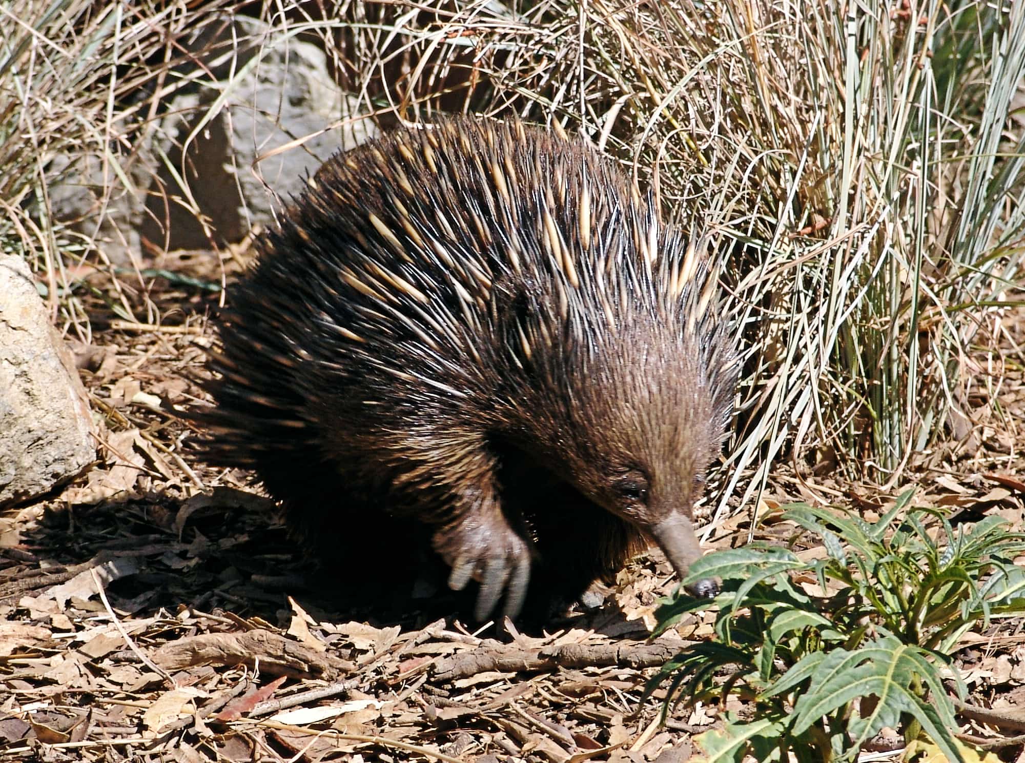 Kyabram Fauna Park – Ausemade