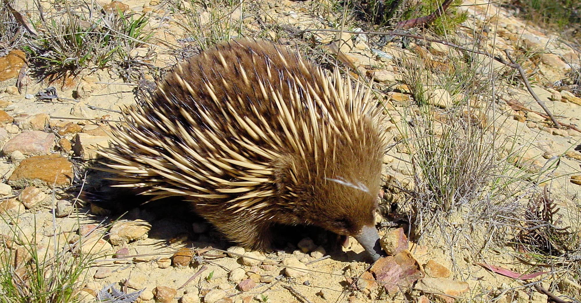 Short-beaked Echidna – Ausemade