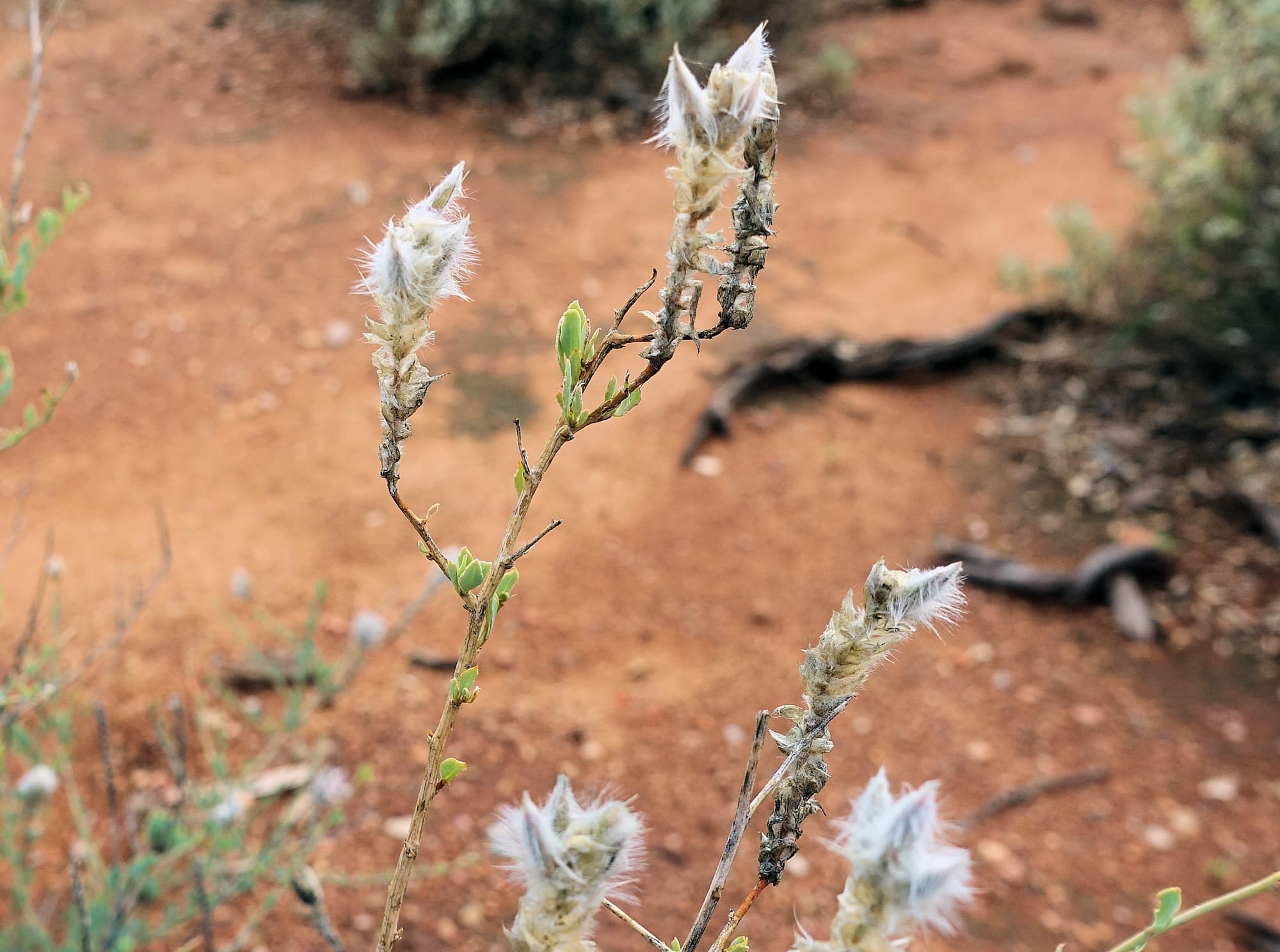 Shrubby Fox-tail (Ptilotus whitei) – Ausemade