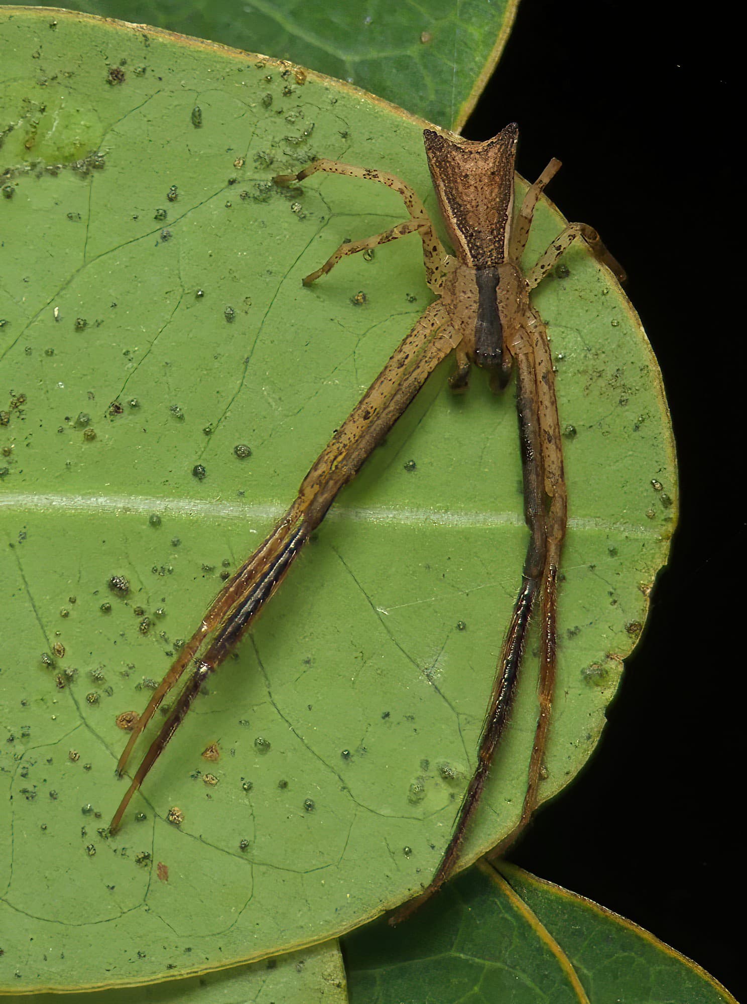 Sidymella longipes – Ausemade