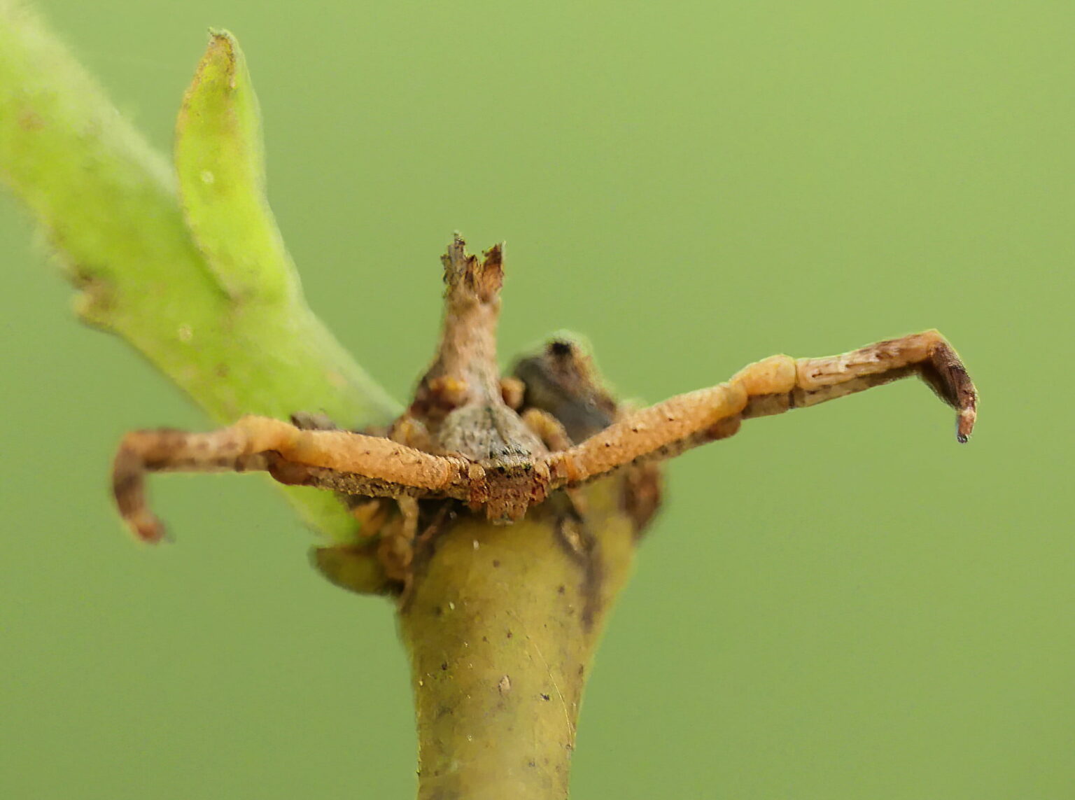 Sidymella – Ausemade