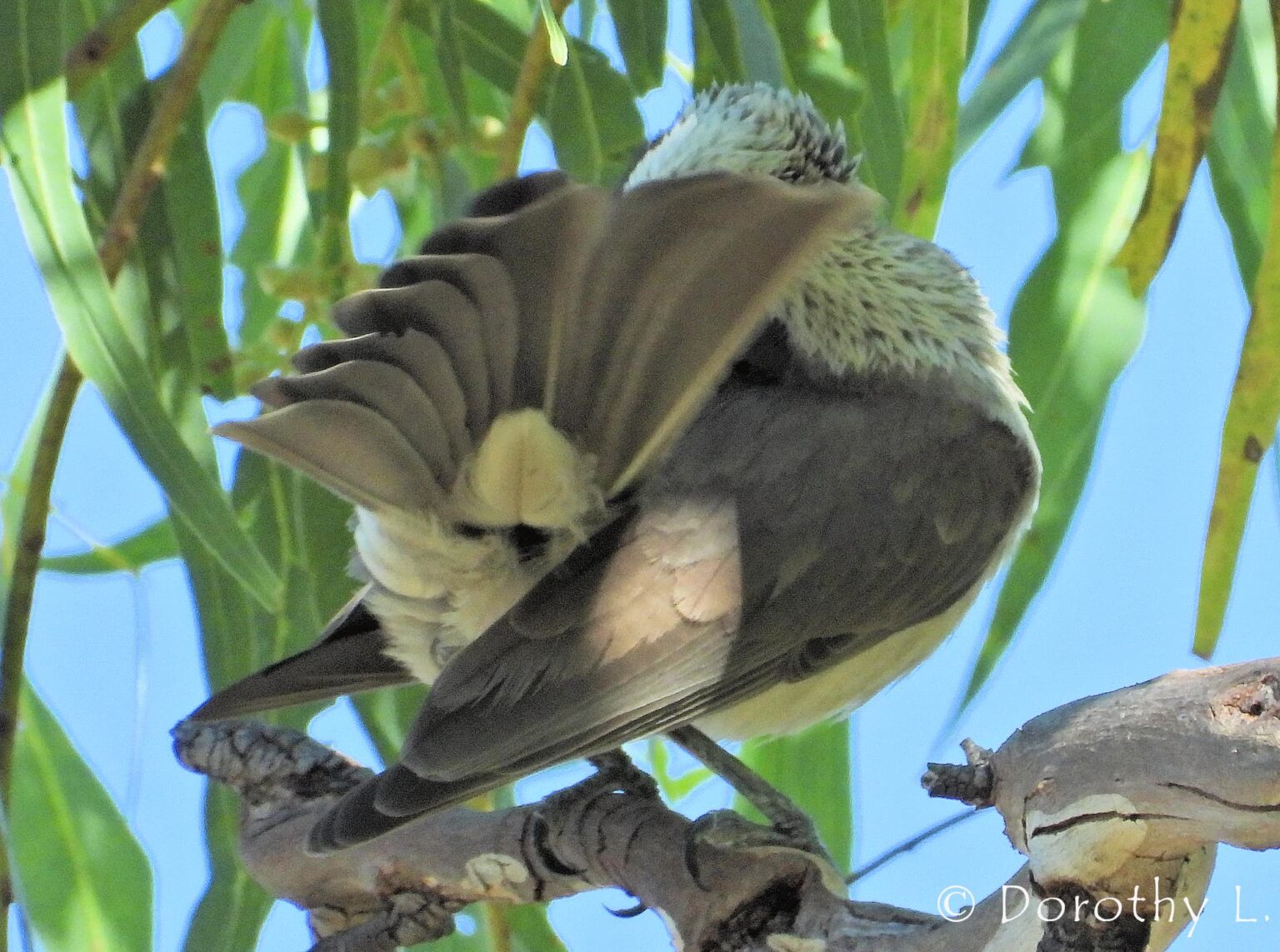 Silver-crowned Friarbird – Ausemade
