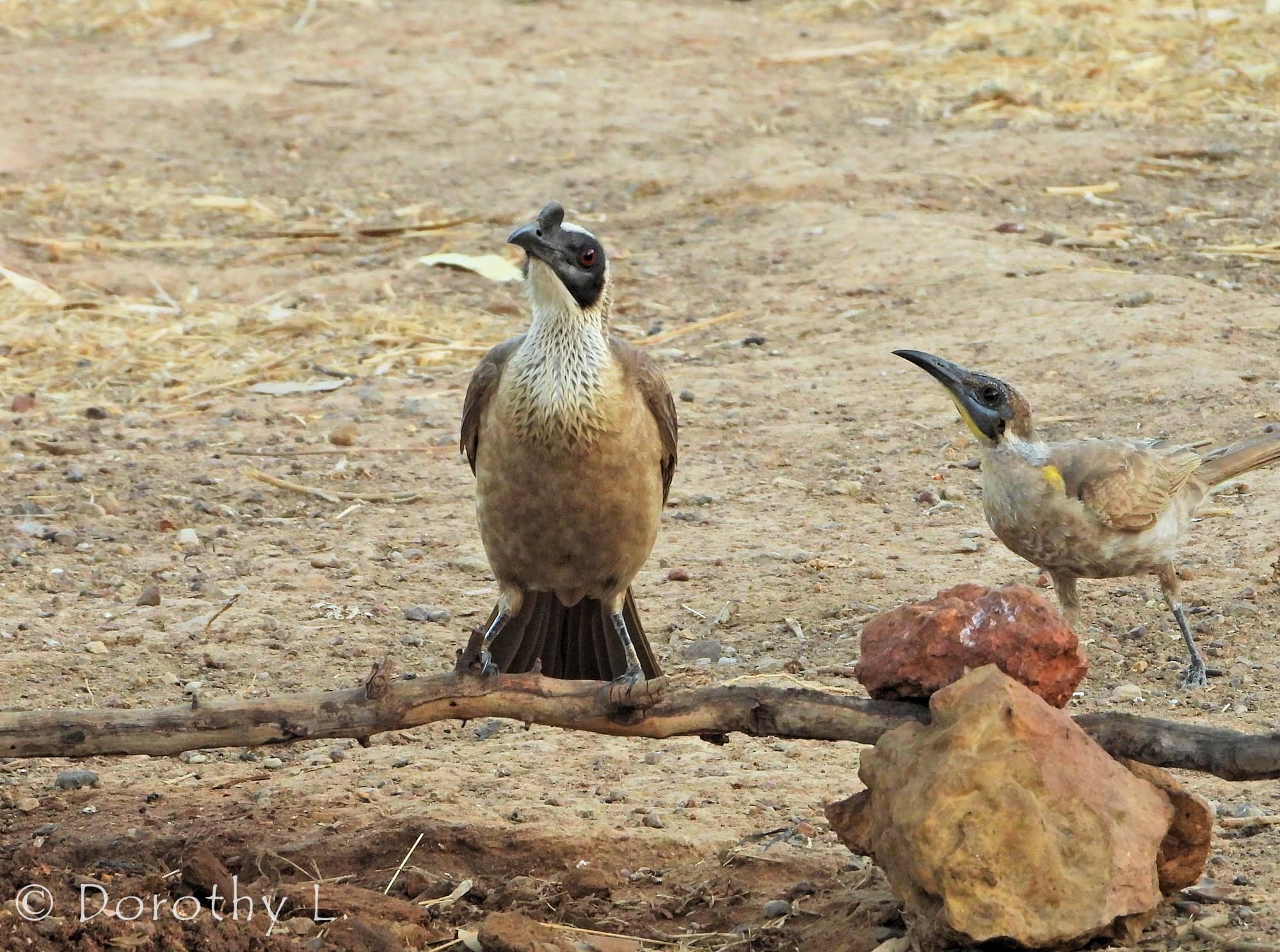 Little Friarbird – Ausemade
