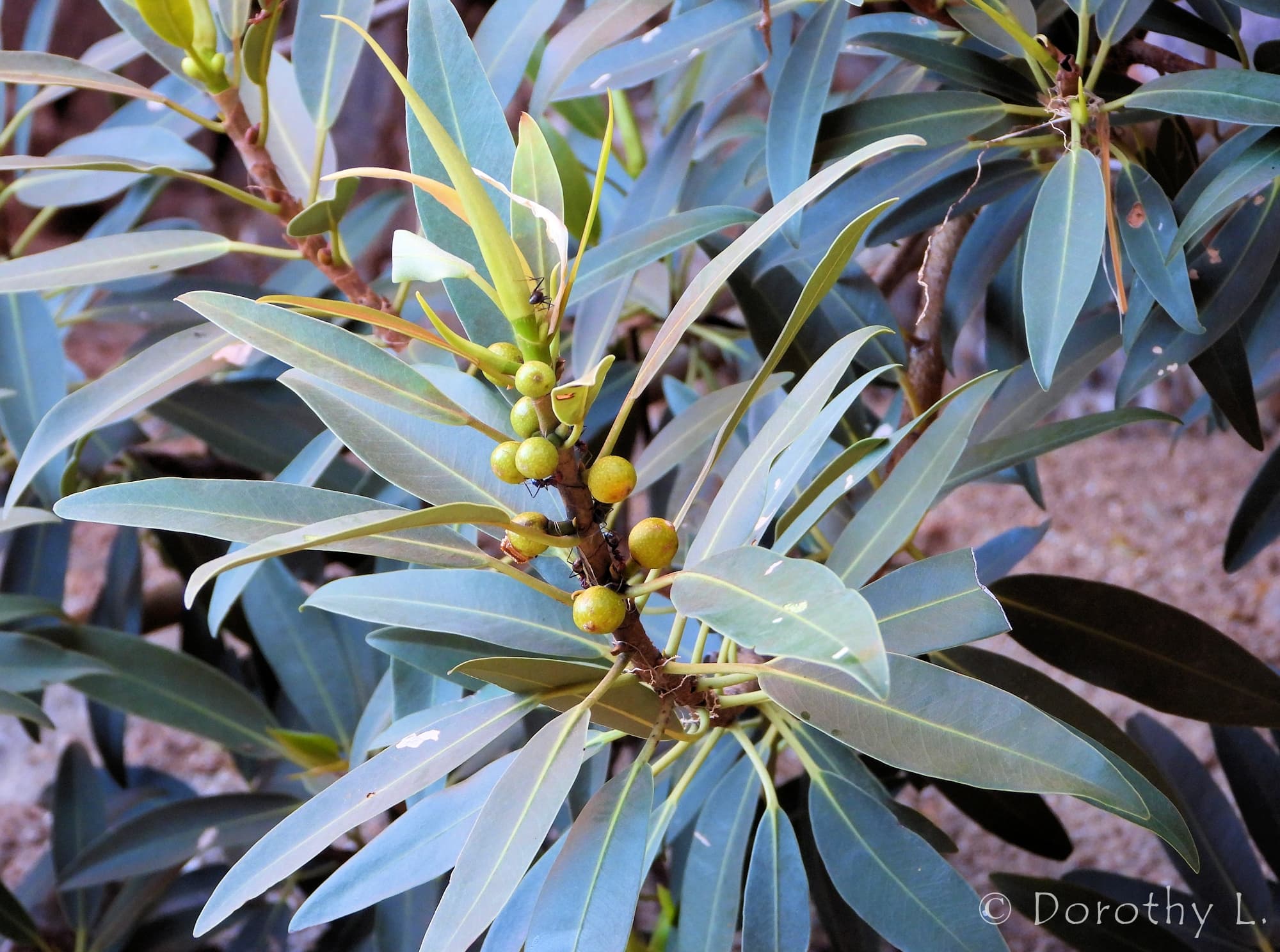 Henry… at the Gap – Ausemade