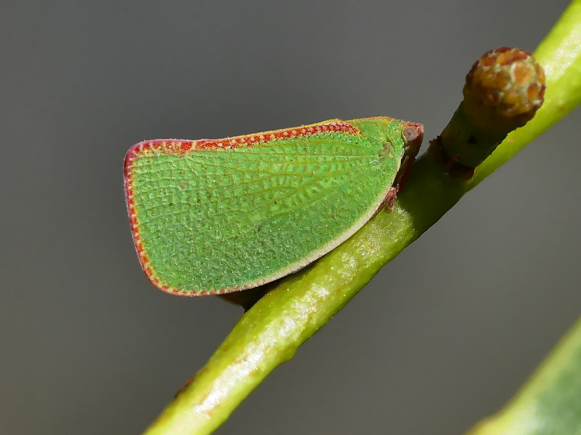 Flatidae – Ausemade