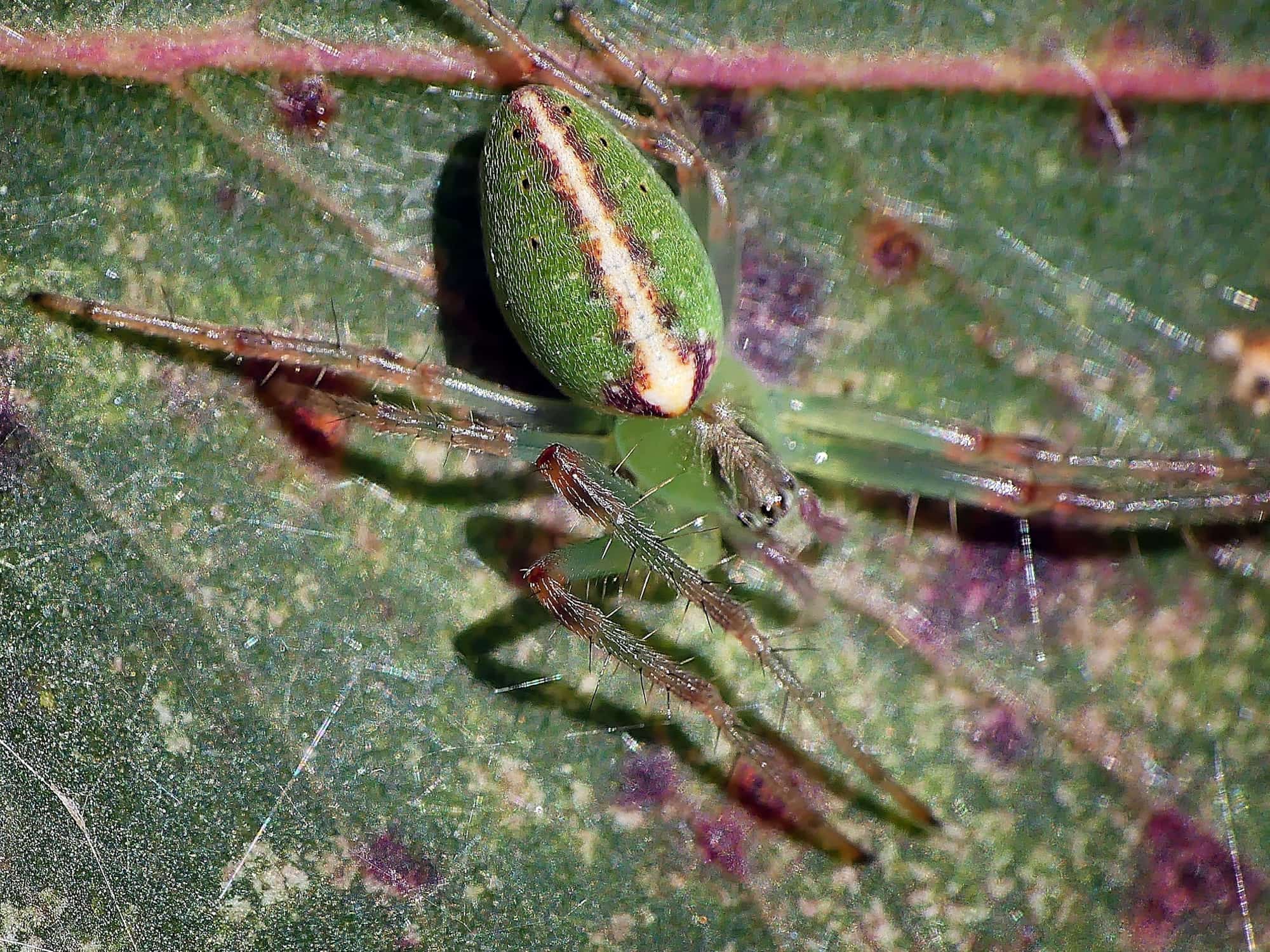South Australia Spiders – Ausemade
