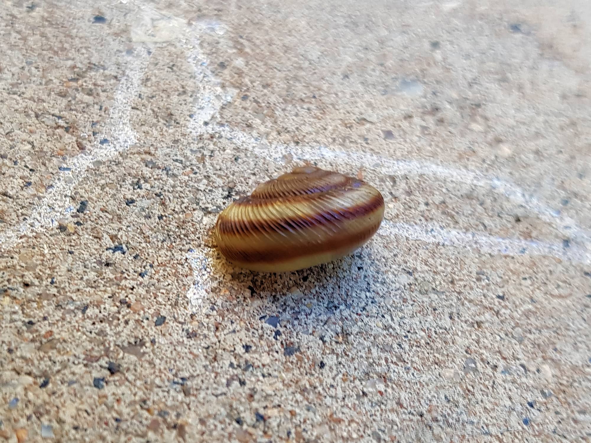Granulomelon adcockianum (Camaenid Land Snail) – Ausemade