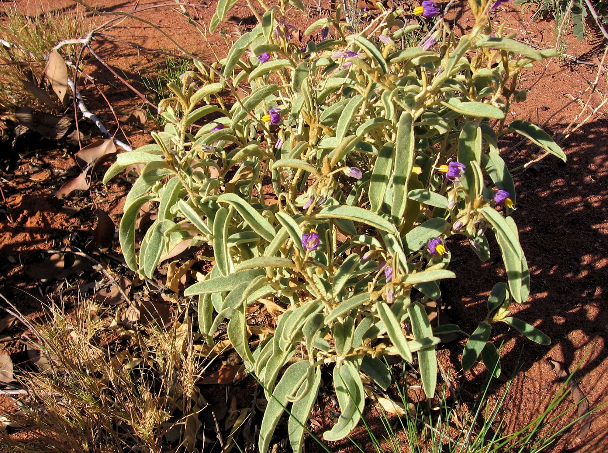 Solanum centrale – Ausemade