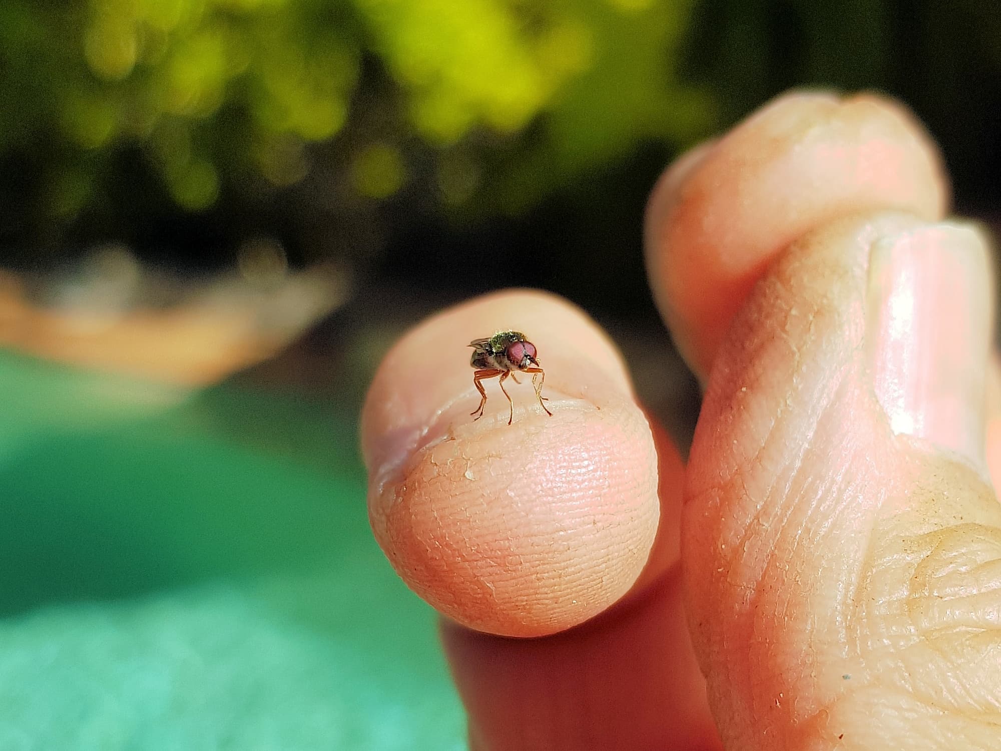 Soldier Fly – Ausemade