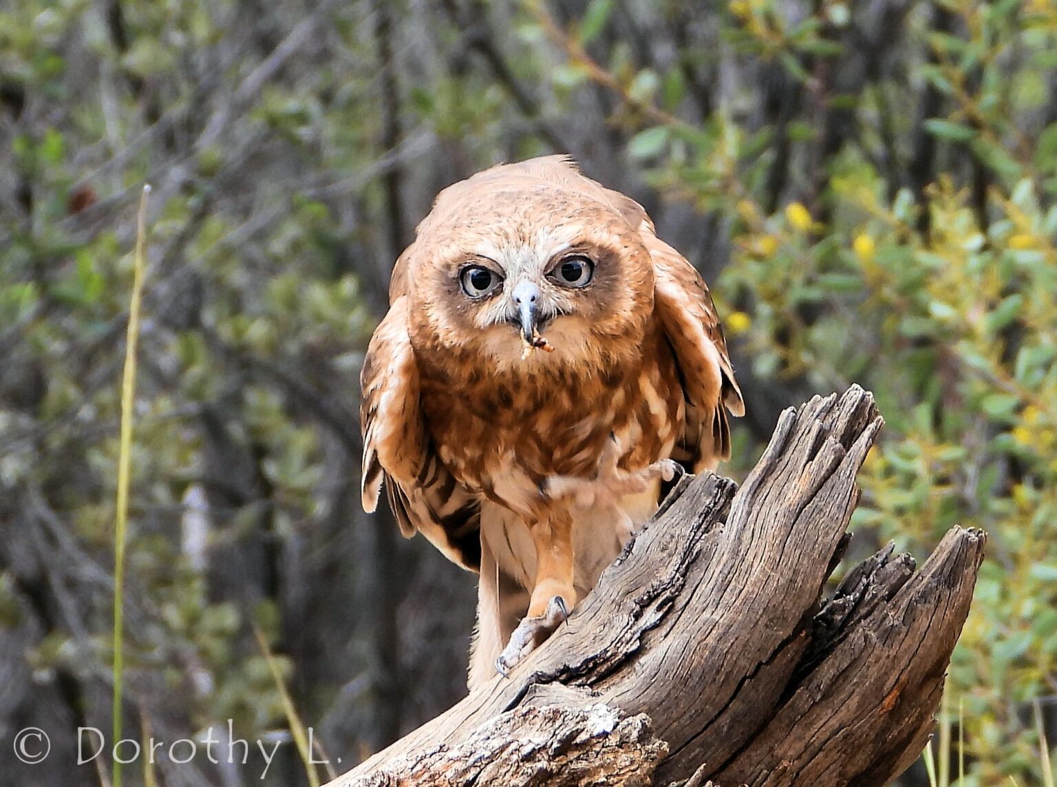 Australian Boobook Owl – Ausemade