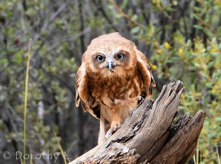 Australian Boobook Owl – Ausemade