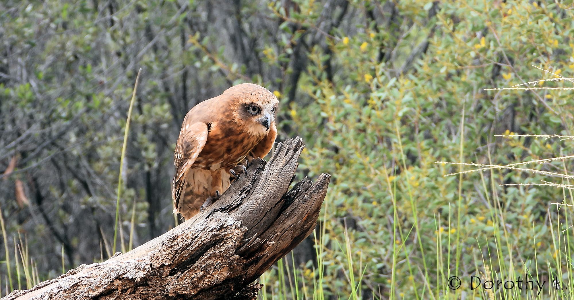 Australian Boobook Owl – Ausemade