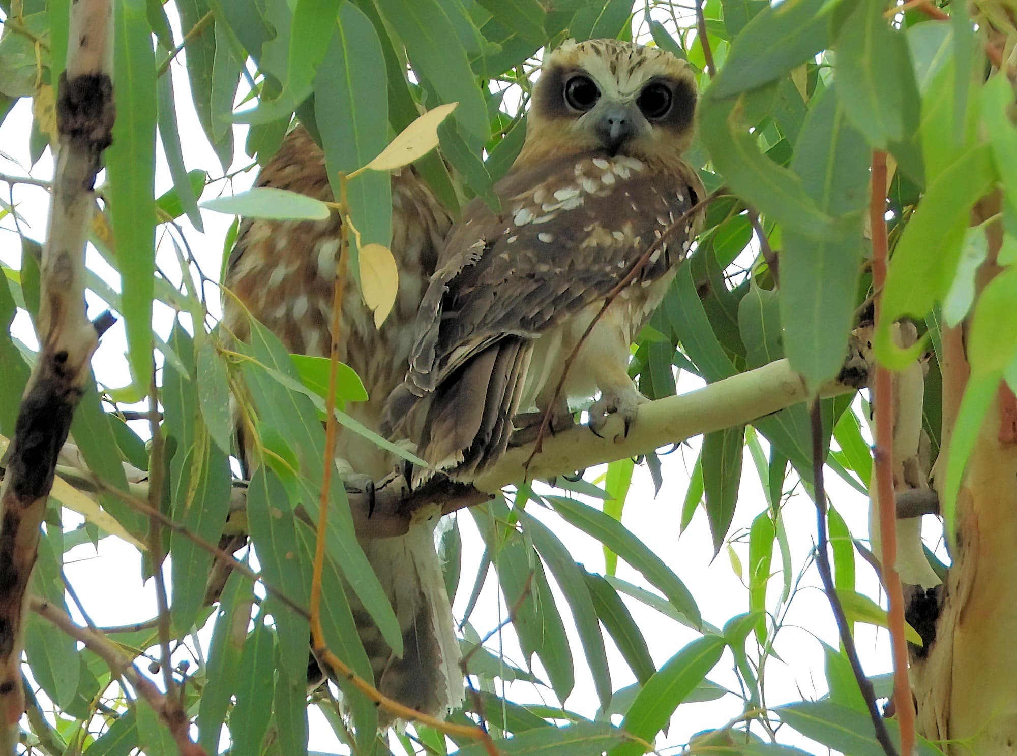 Alice Springs — Southern Boobook – Ausemade