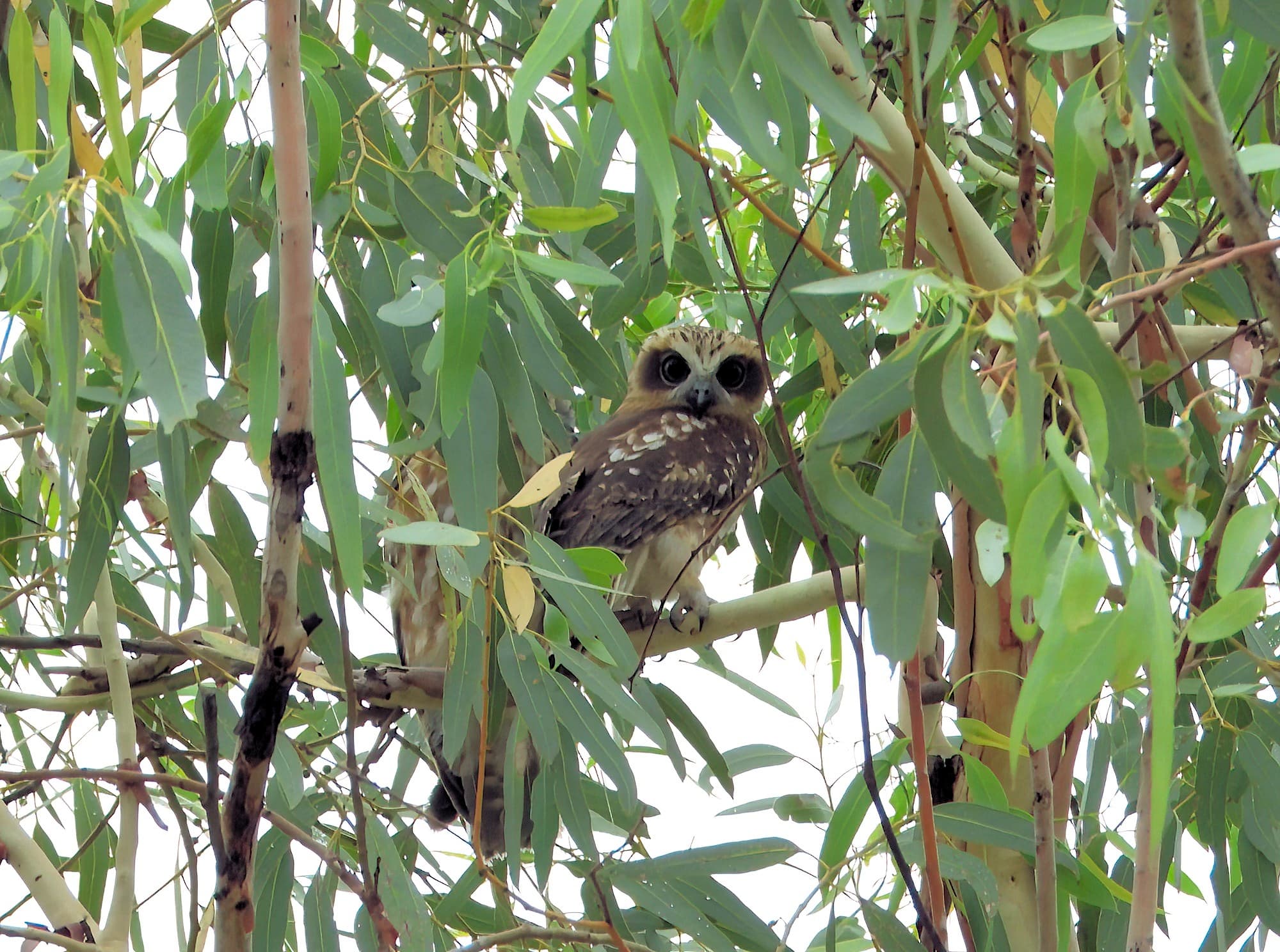 Alice Springs — Southern Boobook – Ausemade