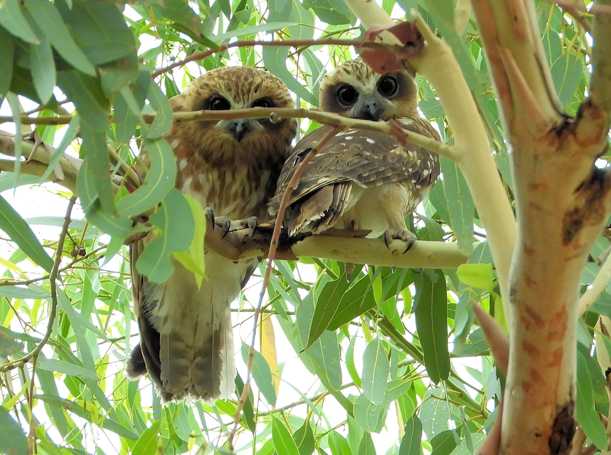 Alice Springs — Southern Boobook – Ausemade