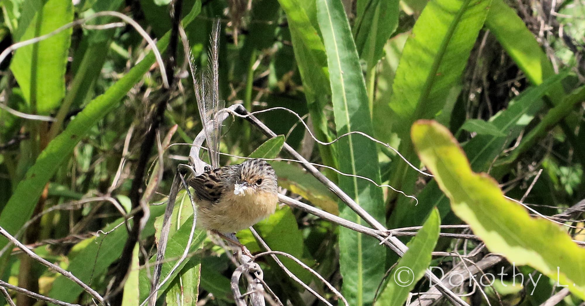 Southern Emu-wren – Ausemade