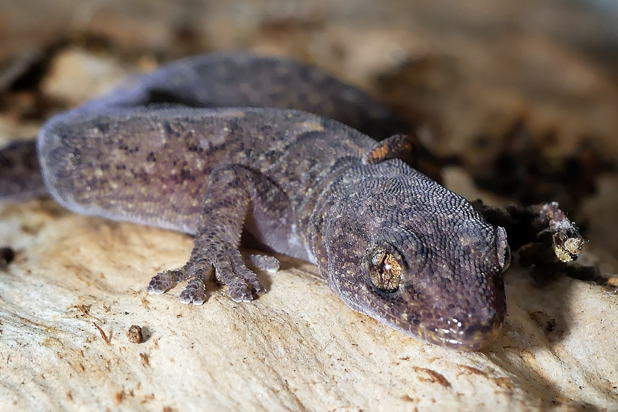 labour of love… reptiles – Ausemade