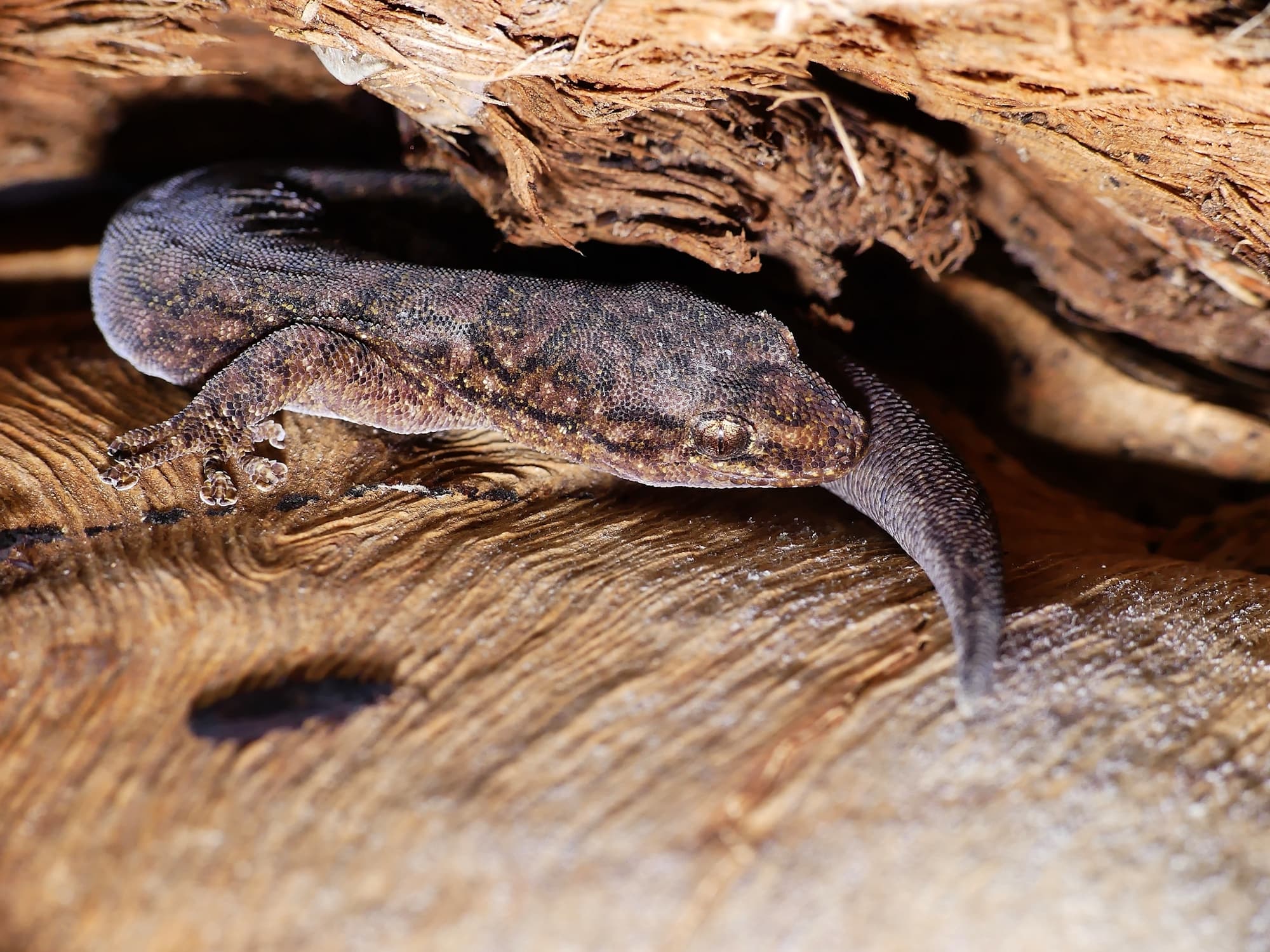 Adelaide Hills Fauna – Ausemade
