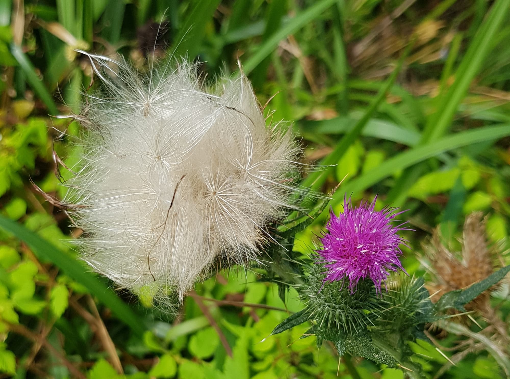 Spear Thistle (Cirsium vulgare) – Ausemade
