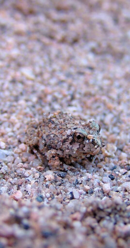 Spencer’s Burrowing Frog – Ausemade